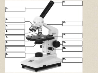 Ap bio ch 4 Scope & Cells | PPT