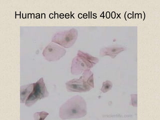 Cheek Cells 400x