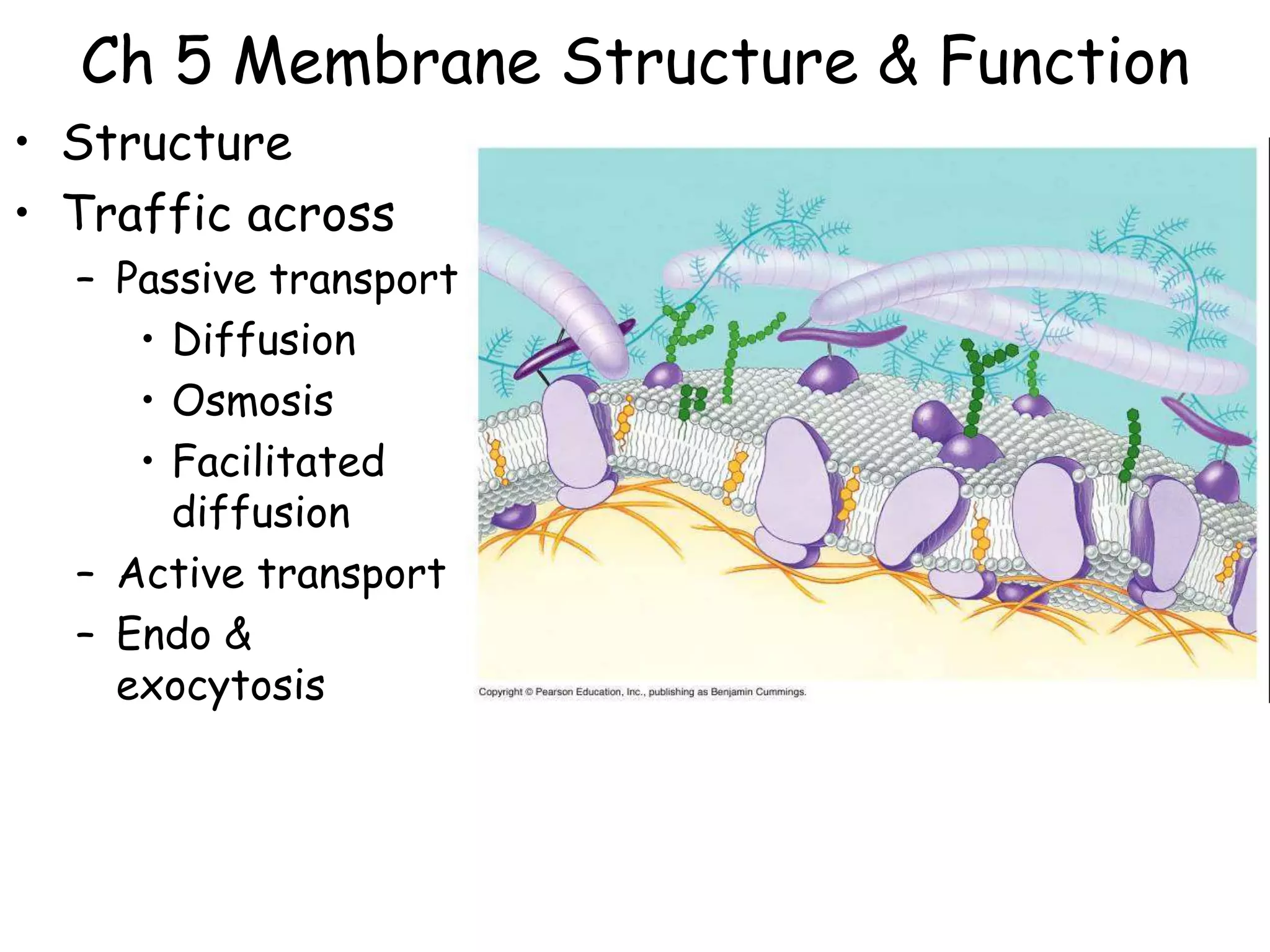 Ap bio ch 5 ppt Cell Membranes | PPTX