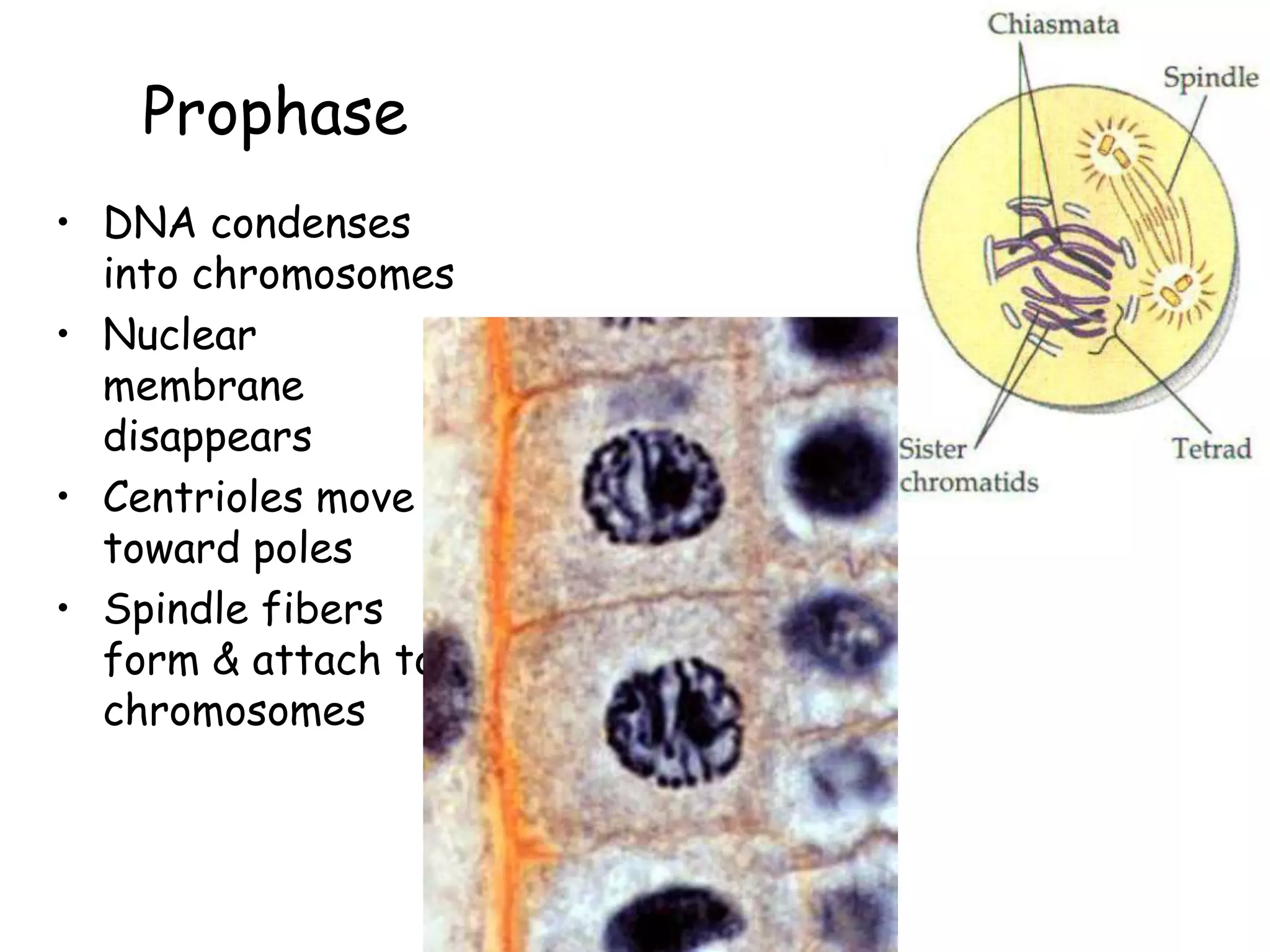 Ap bio ch 5 ppt Cell Membranes | PPTX