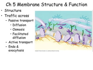 Ap bio ch 5 ppt Cell Membranes | PPT