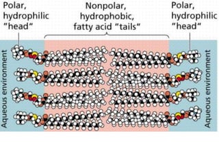 Ap bio ch 5 ppt Cell Membranes | PPTX