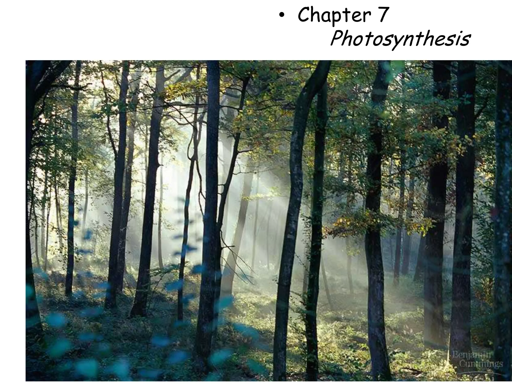 AP Bio Ch 7 Photosynthesis PPT | PPTX