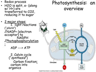 AP Bio Ch 7 Photosynthesis PPT | PPTX