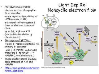 AP Bio Ch 7 Photosynthesis PPT | PPTX