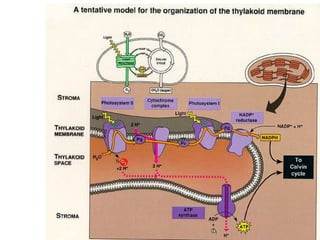 AP Bio Ch 7 Photosynthesis PPT | PPTX