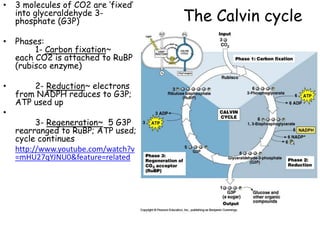 AP Bio Ch 7 Photosynthesis PPT | PPTX