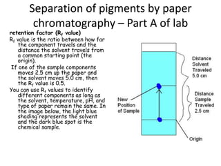 AP Bio Ch 7 Photosynthesis PPT | PPTX