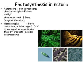 AP Bio Ch 7 Photosynthesis PPT | PPTX