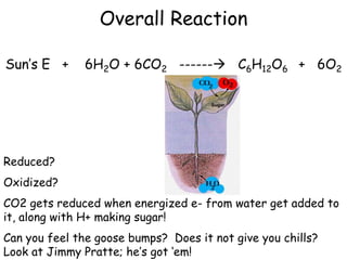 AP Bio Ch 7 Photosynthesis PPT | PPTX