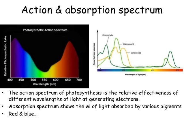 AP Bio Ch 7 Photosynthesis PPT