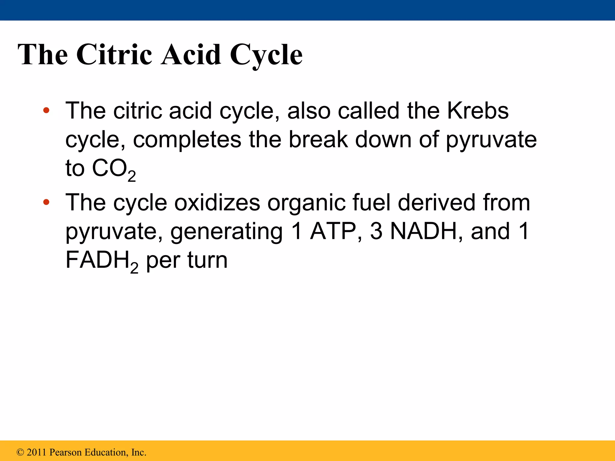 Ap bio chp 9 cellular respiration and fermentation | PPT