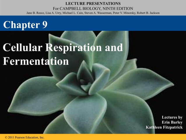 Ap bio chp 9 cellular respiration and fermentation | PPT