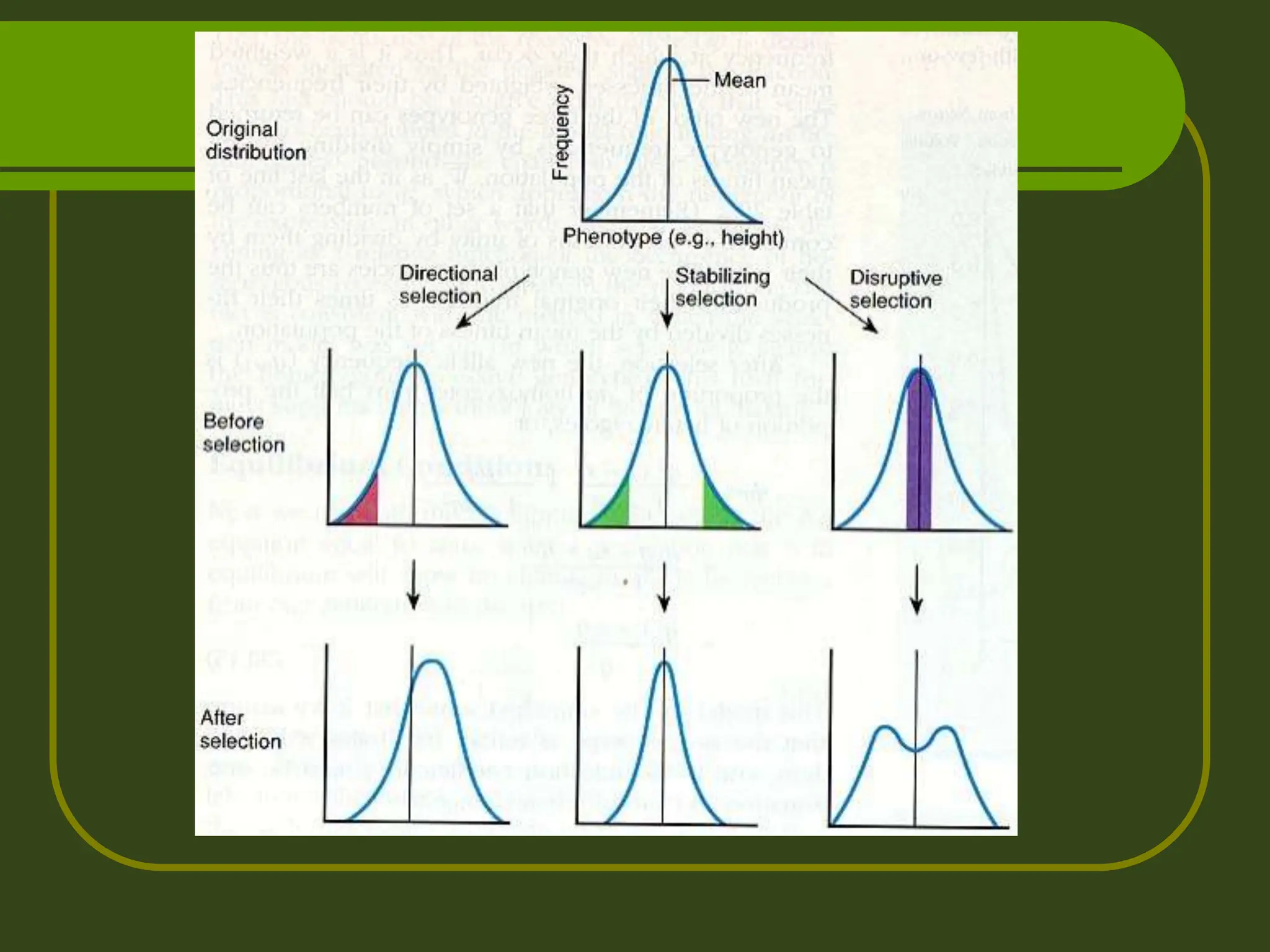 AP BIO Evolution and Natural Selection speciation 2.ppt | Geology | Science