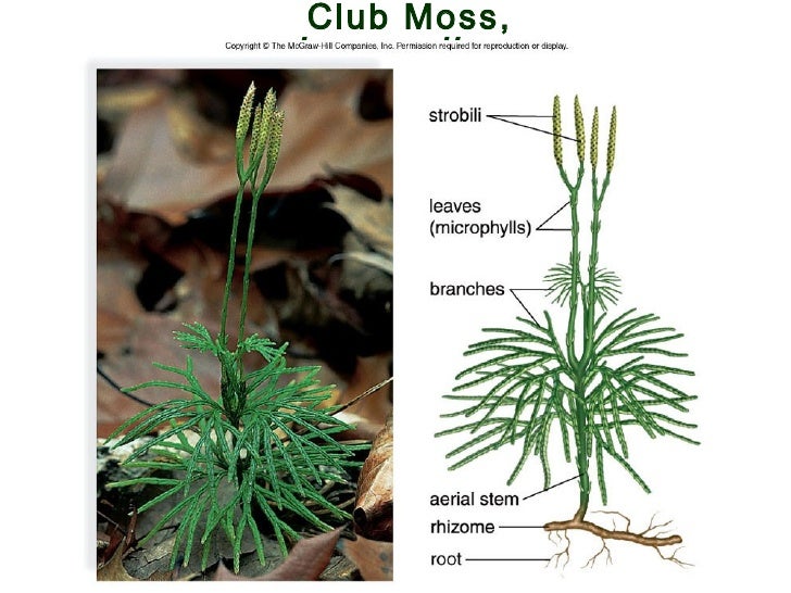 Clubmoss Lycopodium Structure Life Cycle Carlson 76 Club Mosses Stock