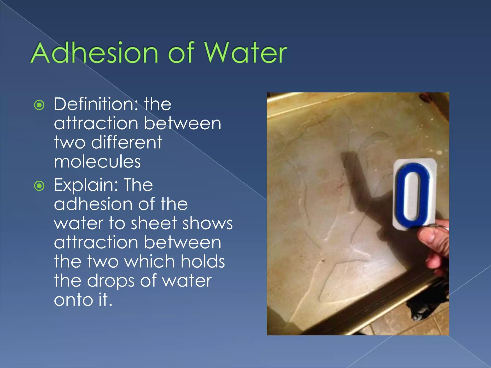 AP Biology- Scavenger Hunt | PPTX
