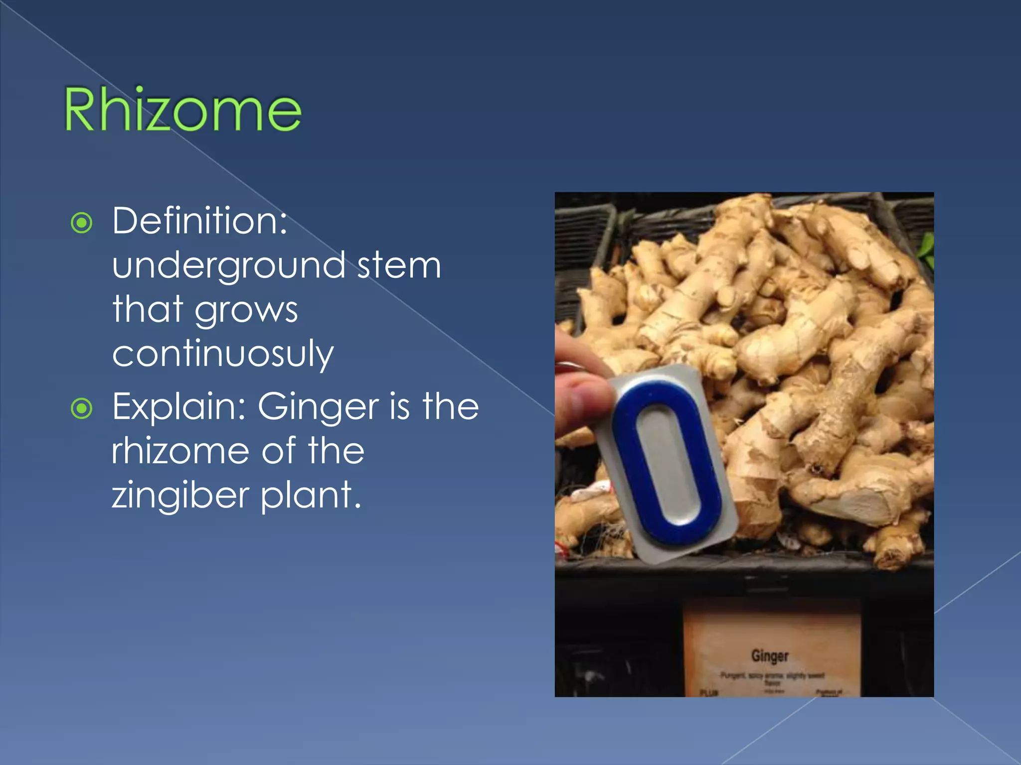 AP Biology- Scavenger Hunt | PPTX