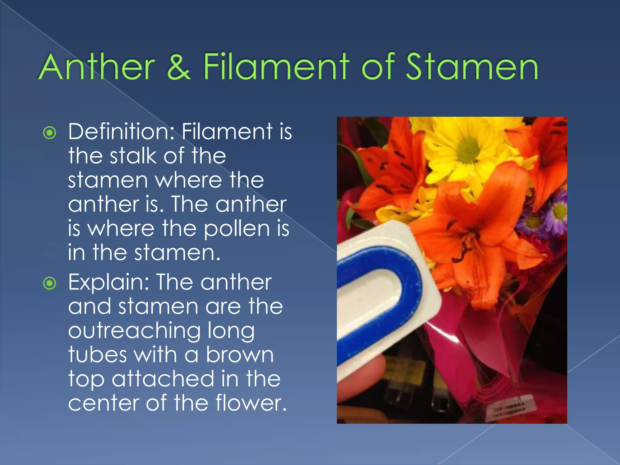 AP Biology- Scavenger Hunt | PPTX