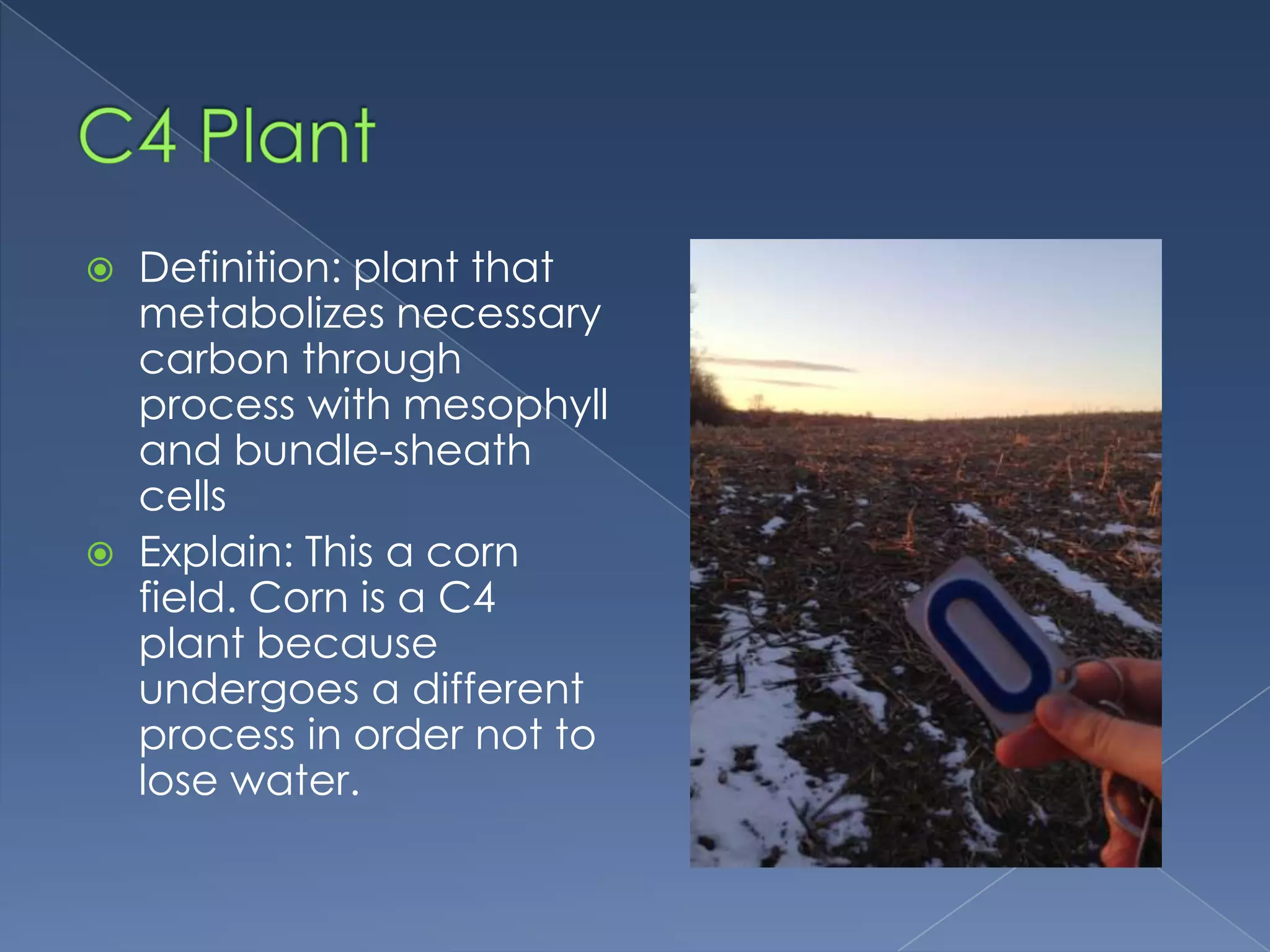 AP Biology- Scavenger Hunt | PPTX