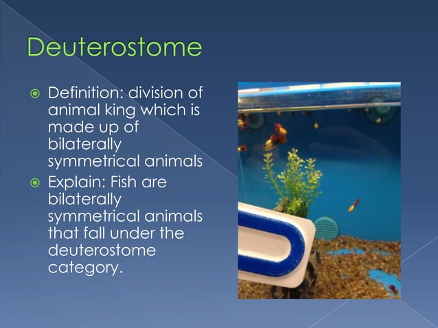 AP Biology- Scavenger Hunt | PPT