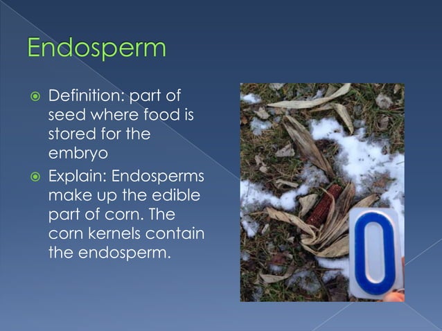 AP Biology- Scavenger Hunt | PPT