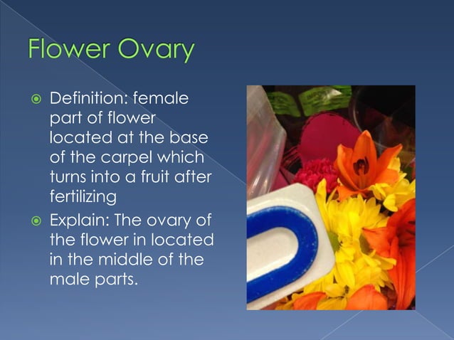 AP Biology- Scavenger Hunt | PPT