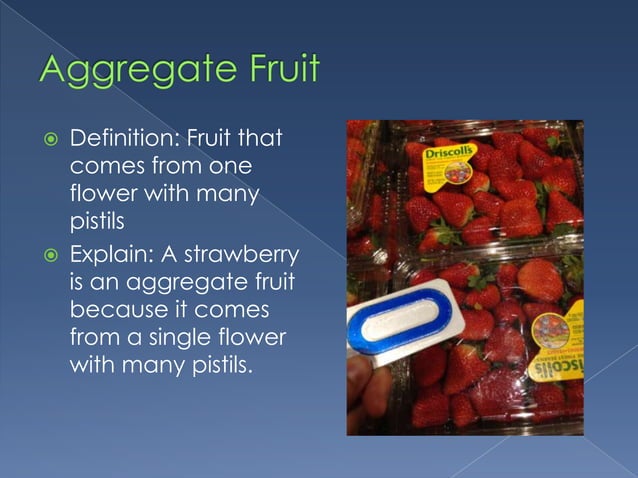 AP Biology- Scavenger Hunt | PPT