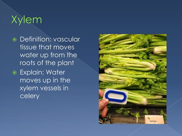 AP Biology- Scavenger Hunt | PPT