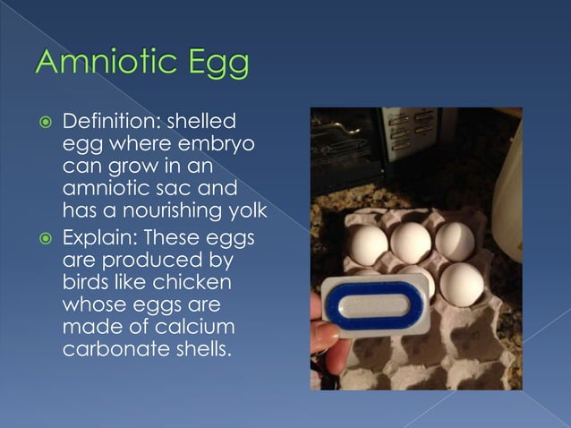 AP Biology- Scavenger Hunt | PPT