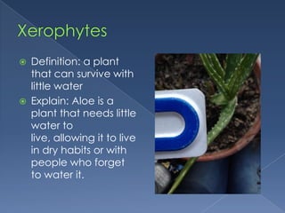 AP Biology- Scavenger Hunt | PPTX