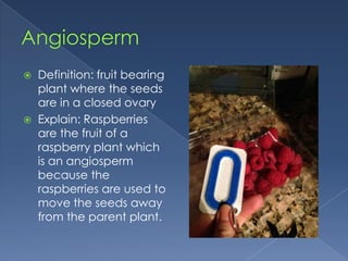 AP Biology- Scavenger Hunt | PPTX