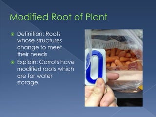 AP Biology- Scavenger Hunt | PPTX