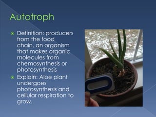 AP Biology- Scavenger Hunt | PPTX