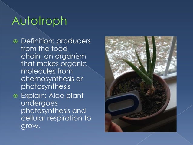 AP Biology- Scavenger Hunt | PPT