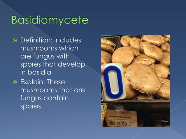 AP Biology- Scavenger Hunt | PPT