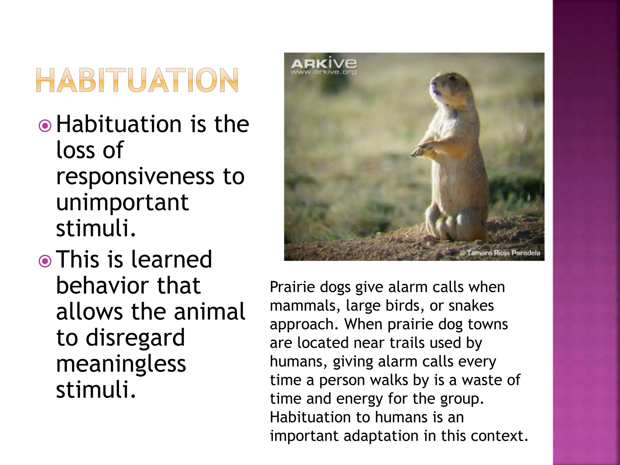 AP Biology Animal Behavior and Ethology.ppt