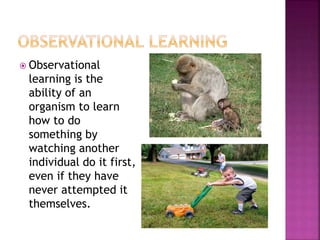 AP Biology Animal Behavior and Ethology.ppt