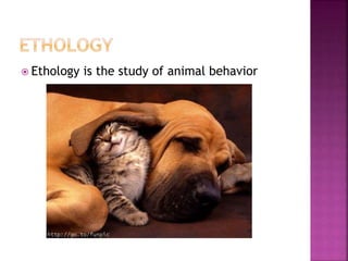 AP Biology Animal Behavior and Ethology.ppt