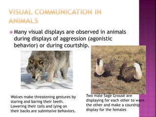 AP Biology Animal Behavior and Ethology.ppt