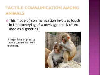 AP Biology Animal Behavior and Ethology.ppt