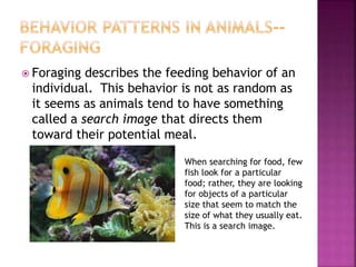 AP Biology Animal Behavior and Ethology.ppt