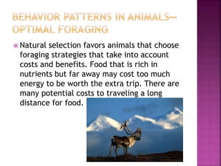 AP Biology Animal Behavior and Ethology.ppt