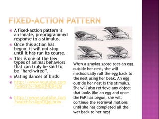 AP Biology Animal Behavior and Ethology.ppt