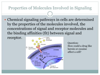 AP Biology Cell Communication.pptx