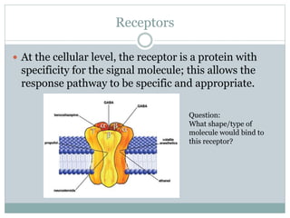 AP Biology Cell Communication.pptx