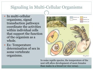 AP Biology Cell Communication.pptx