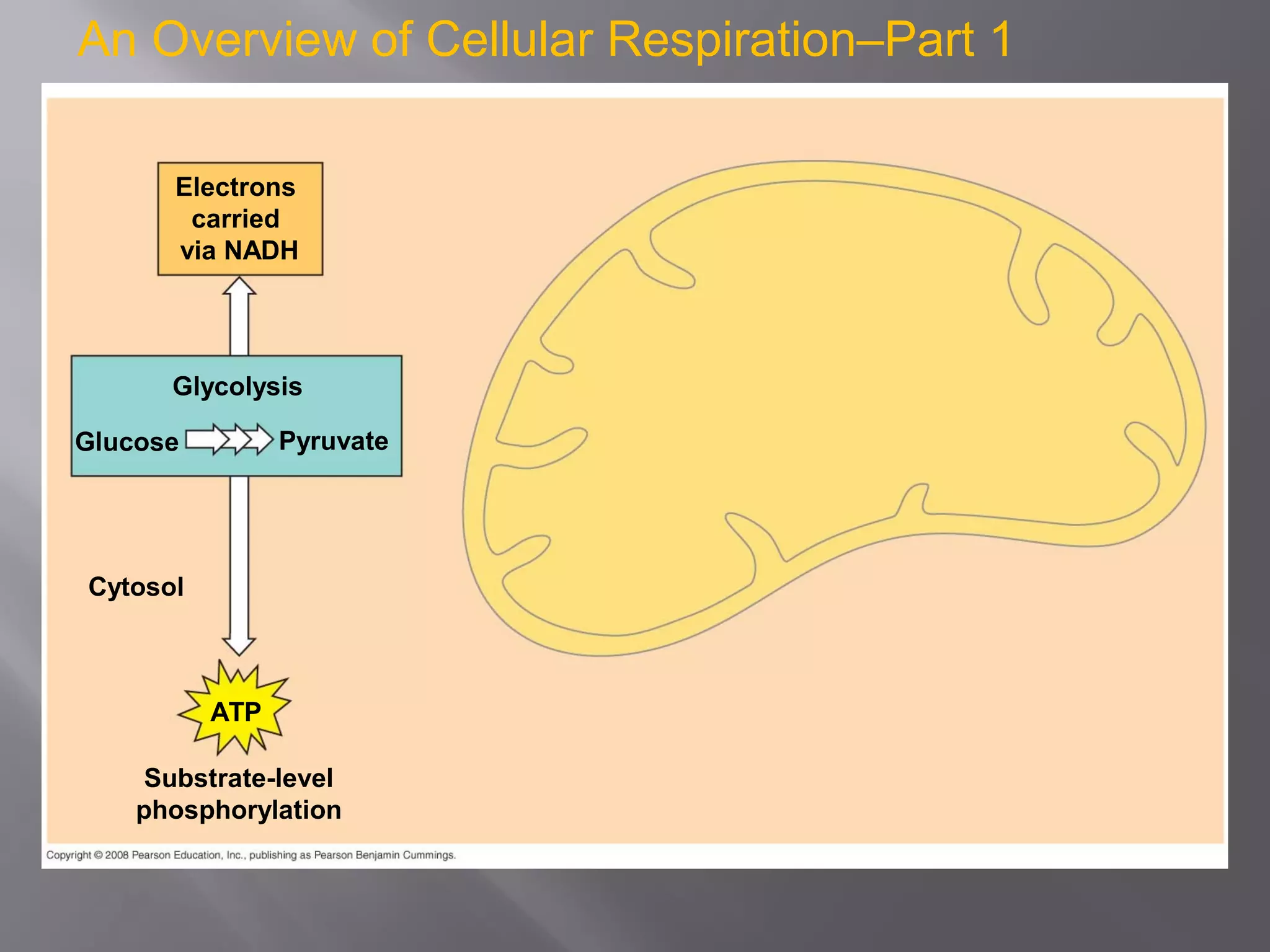 9 cellular respiration | PPT