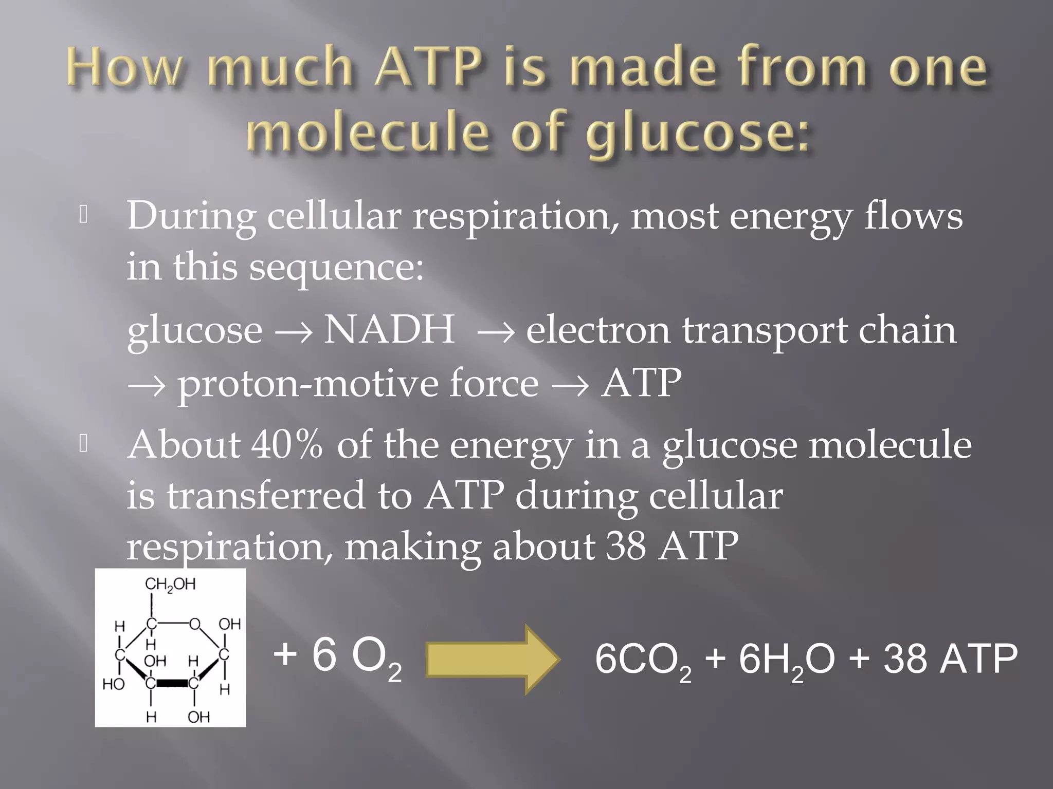 9 cellular respiration | PPT