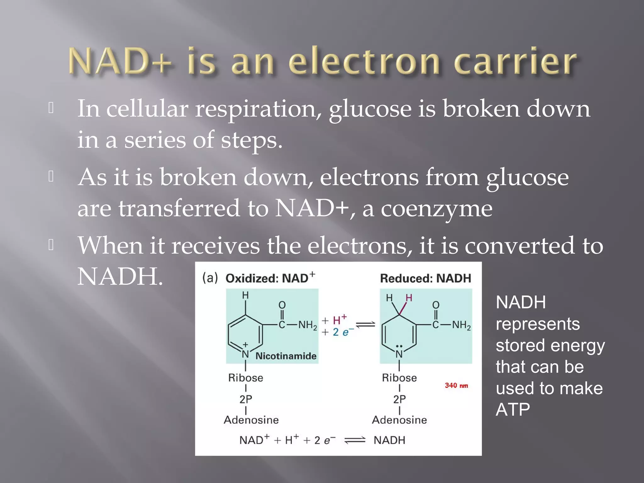 9 cellular respiration | PPT