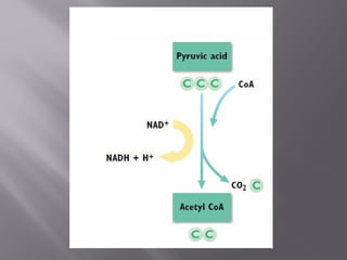 9 cellular respiration | PPT